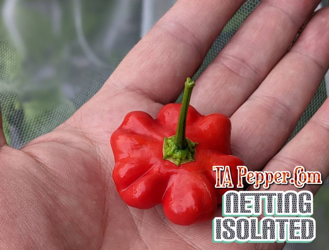 15+ RED Variety Brazilian Starfish Pepper Seeds Isolated -padded ...