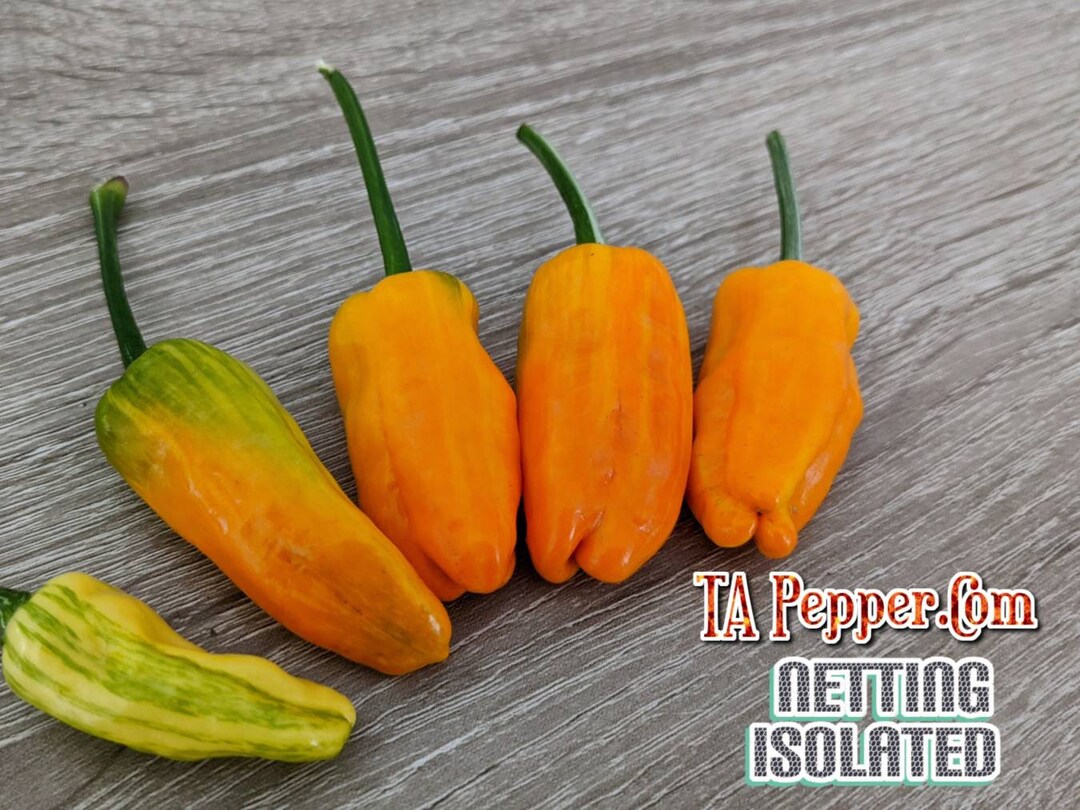 20+ Orange Fish Pepper Seeds -isolated-padded Envelope Shipping ...