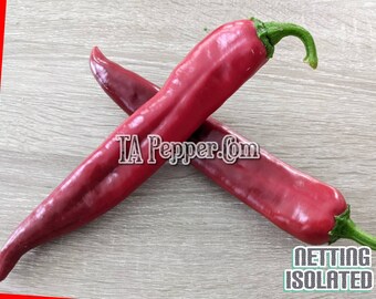 15 Numex Pinata Pepper Seeds isolated-padded Envelope - Etsy