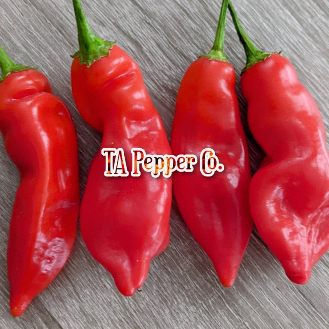 15+ Sugar Rush Red Pepper Seeds -tapepperco -padded Envelope Shipping ...