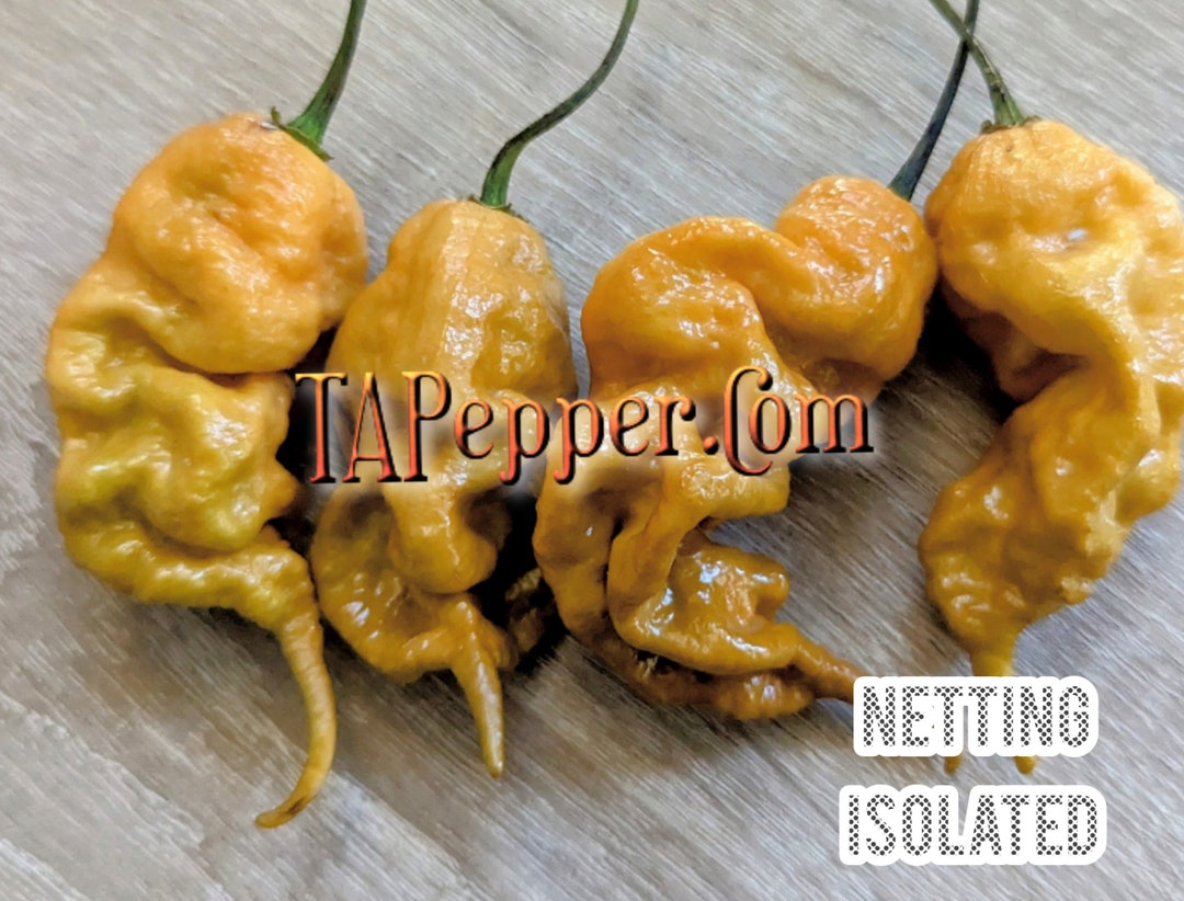 15+ Caramel Primotalii Pepper Seeds Isolated-tapepper.com -padded Envelope Shipping, Tracking ...