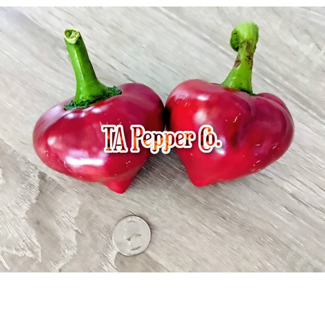 20+ Lesya Pepper Seeds -tapeppercom-padded Envelope Shipping, Tracking Number Included. - Etsy