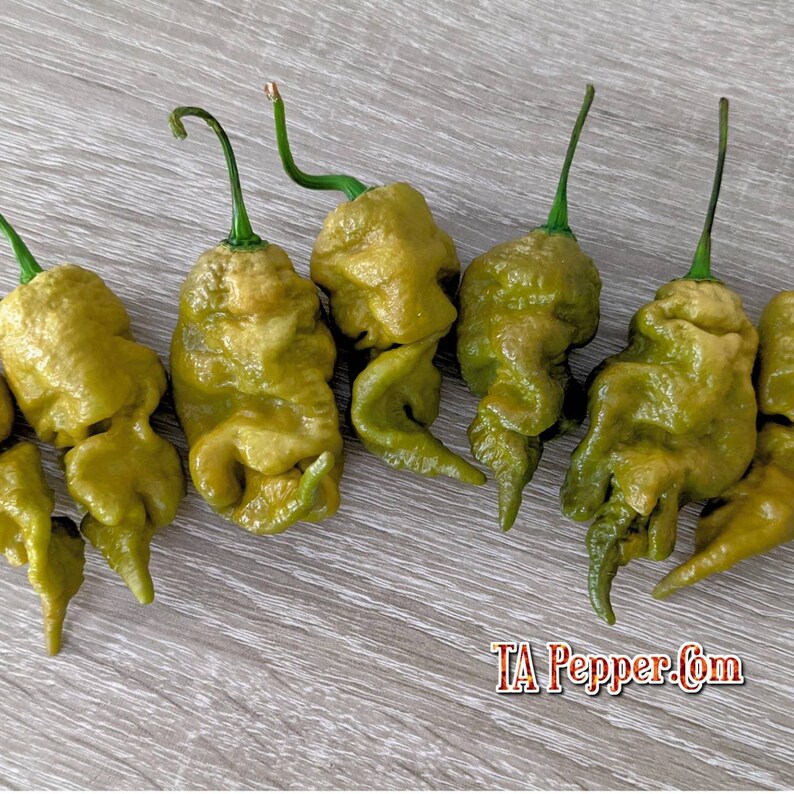 20 Golden Primotalii Pepper Seeds tapepperco padded - Etsy