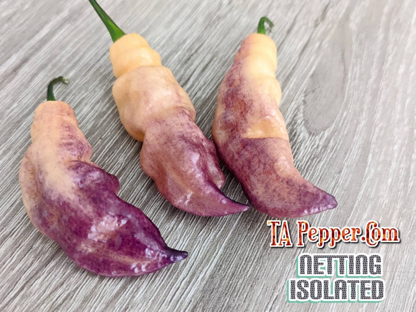 15 Pink Tiger Pepper Seeds isolated padded Envelope - Etsy