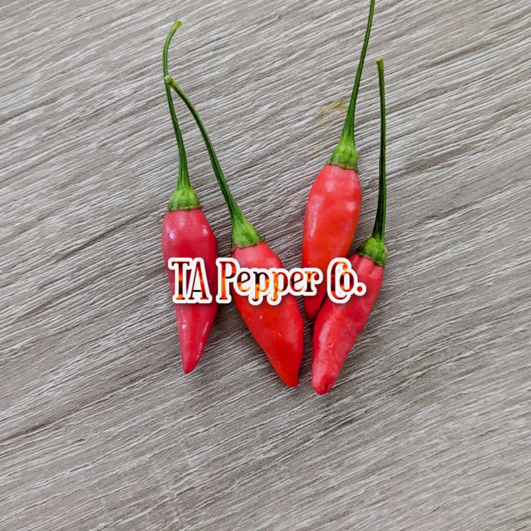 20+ Tabasco Pepper Seeds -tapeppercom -padded Envelope Shipping ...