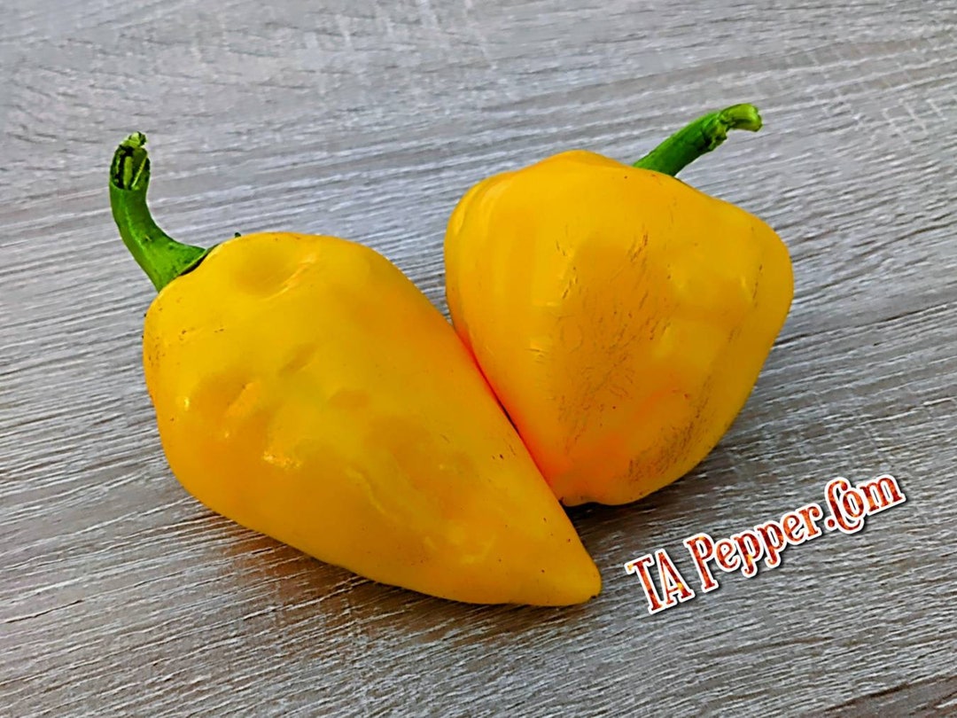 15 Orange Lesya Pepper Seeds tapeppercom padded Envelope Shipping ...