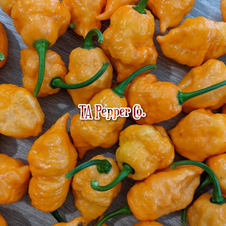20+ Tangerine TS Pepper Seeds -tapeppercom -padded Envelope Shipping ...