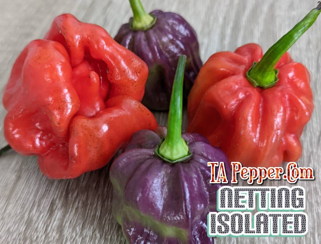 20+ Purple Ghost Scorpion Pepper Seeds -isolated -padded Envelope ...