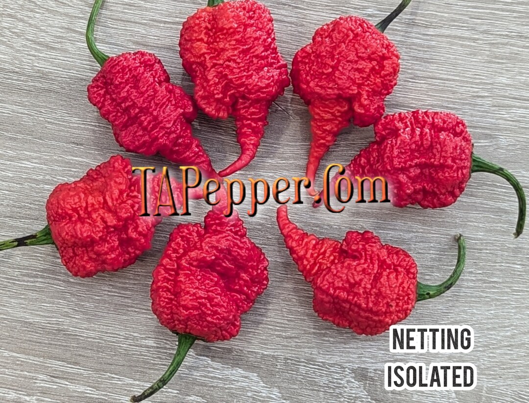 15+ RB003 Pepper Seeds -isolated- Padded Envelope Shipping, Tracking ...