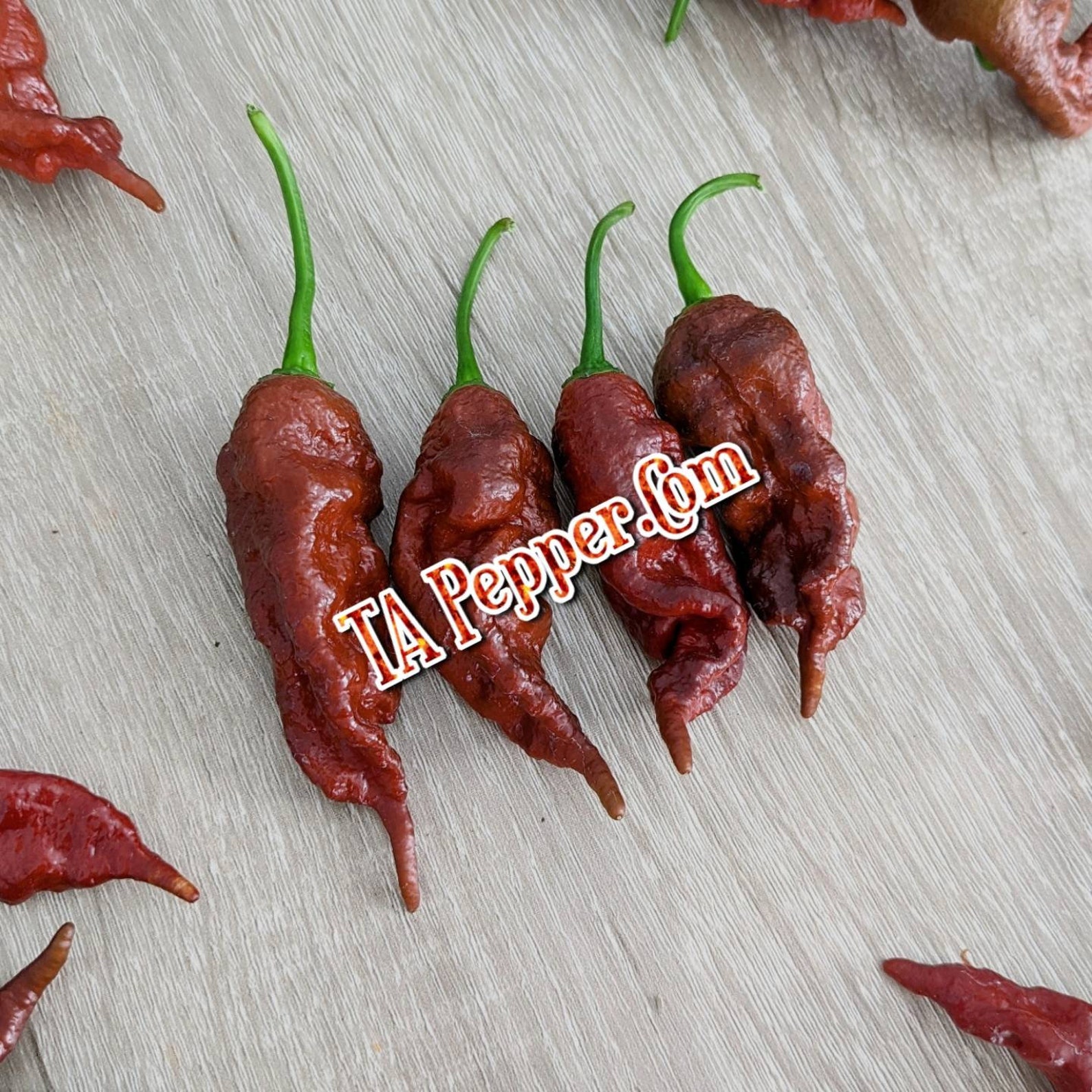 30 Chocolate Primotalii Pepper Seeds tapepper.com padded - Etsy