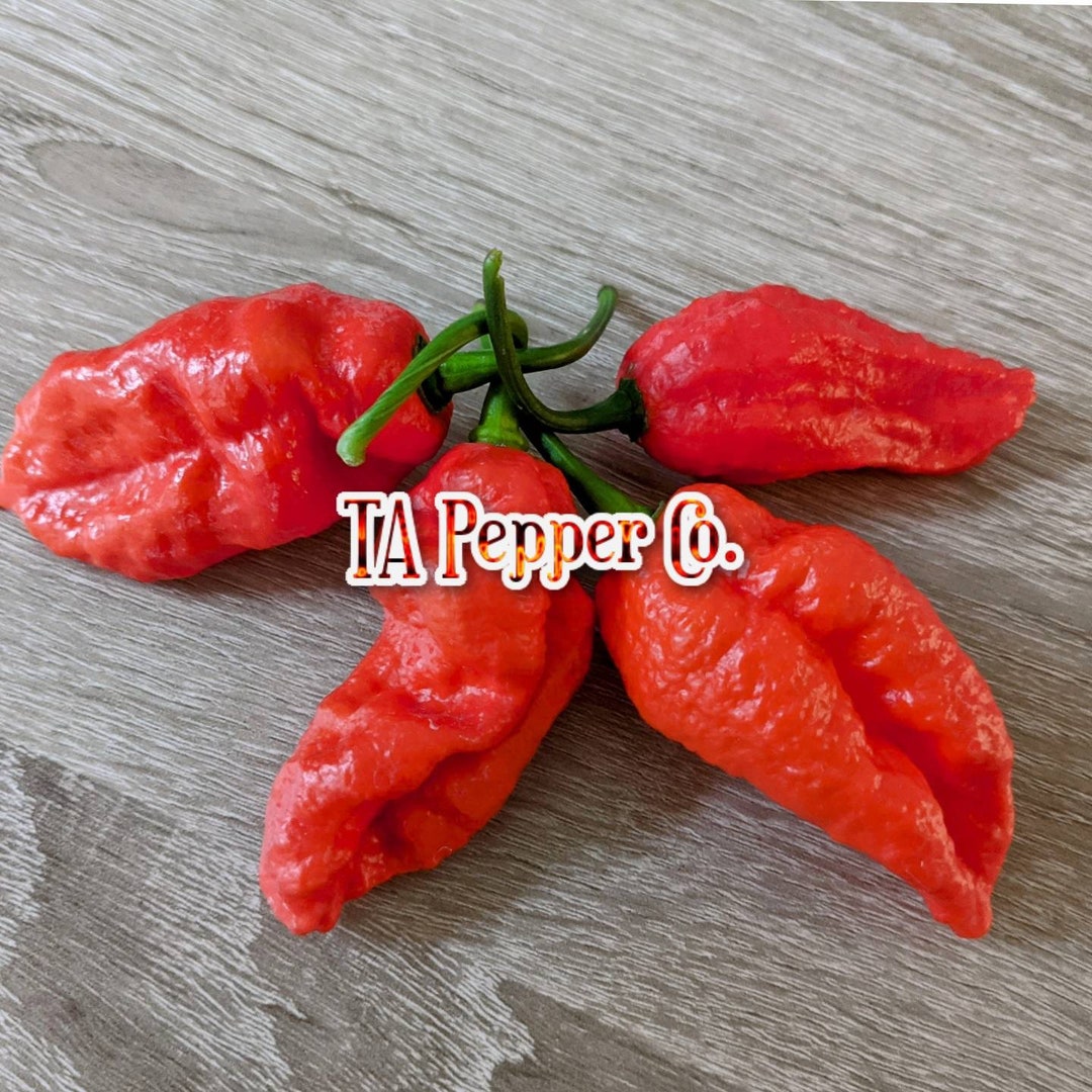 20+ Red Ghost Pepper Seeds -tapeppercom -padded Envelope Shipping ...