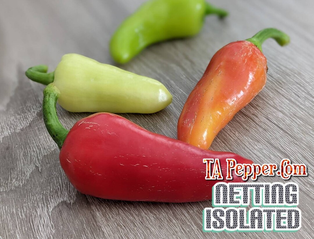 15+ Numex Pinata Pepper Seeds -isolated-padded Envelope Shipping ...