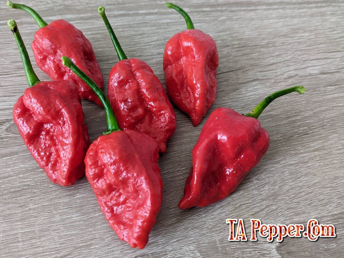20+ Apocalypse Scorpion Pepper Seeds -padded Envelope Shipping ...