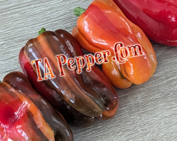 Candy Cane Pepper Seeds - Etsy