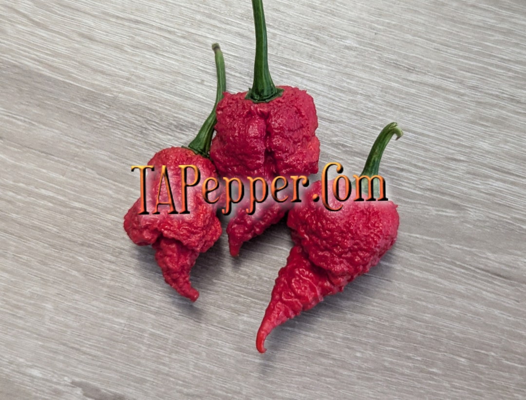 15+ the Beast Pepper Seeds -padded Envelope Shipping, Tracking Number ...