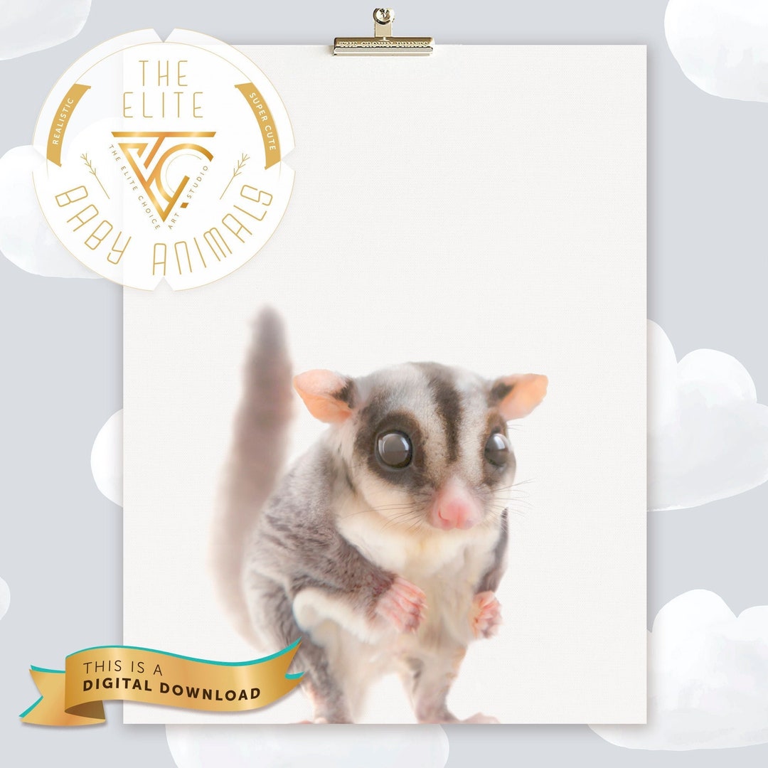 PRINTABLE Nursery Baby Sugar Glider | Possum Yarn | Possum Birthday ...