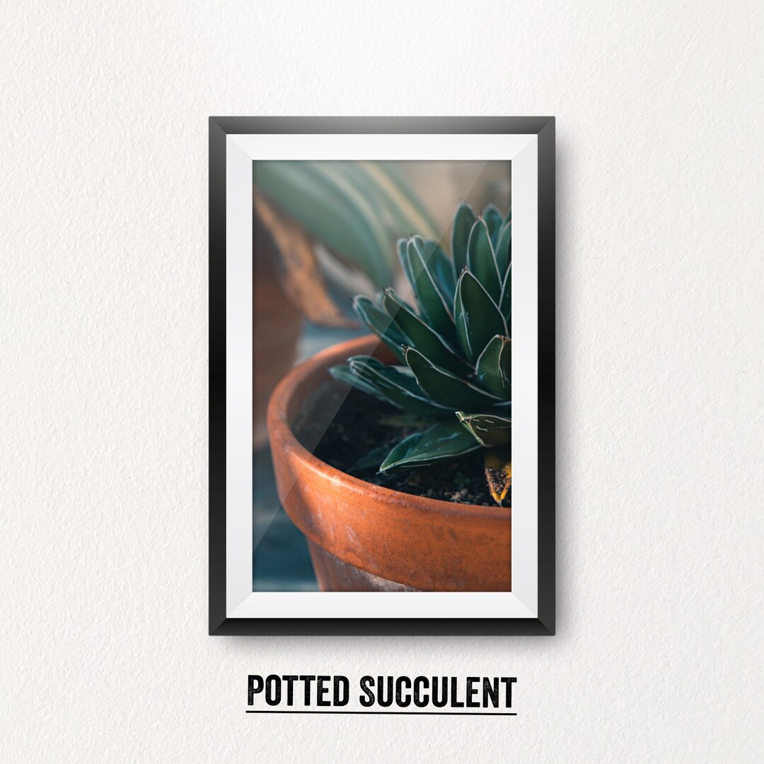 Succulenta in vaso - Fotografia floreale, Fotografia fine art, Fotografia floreale, Stampa ...