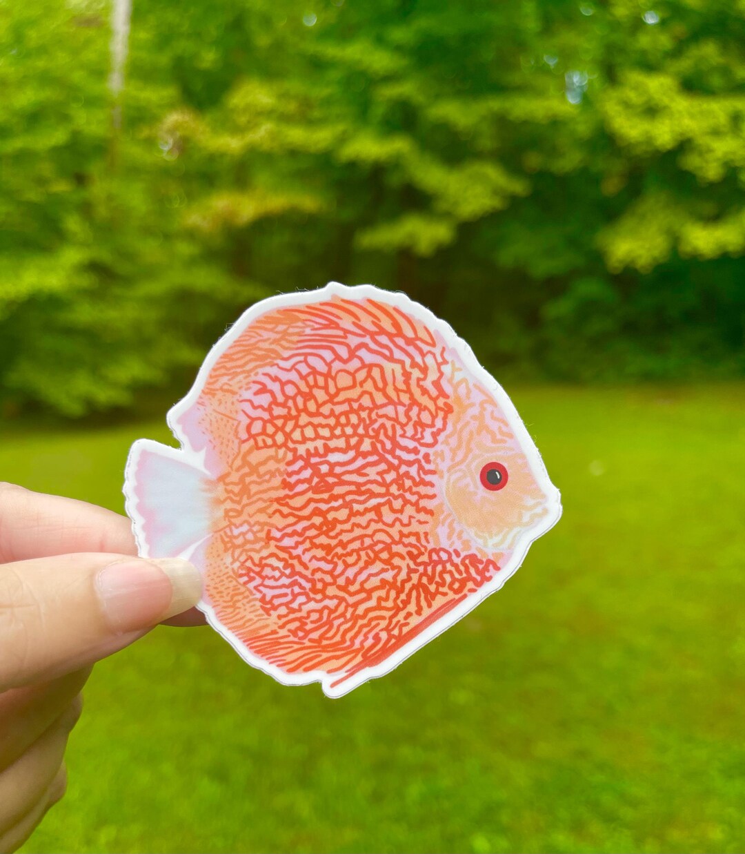Discus Fish Sticker| Symphysodon Fish Vinyl Sticker - Etsy