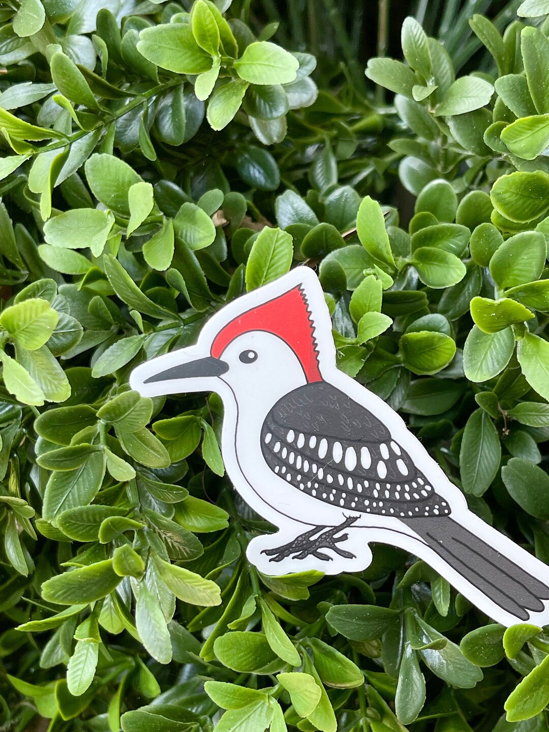 Woodpecker Sticker, Bird Lover’s Gift, Birder, Woodpecker Decal - Etsy