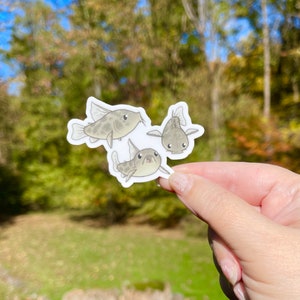 Peppered Cory Catfish Sticker Corydoras Paleatus Vinyl - Etsy