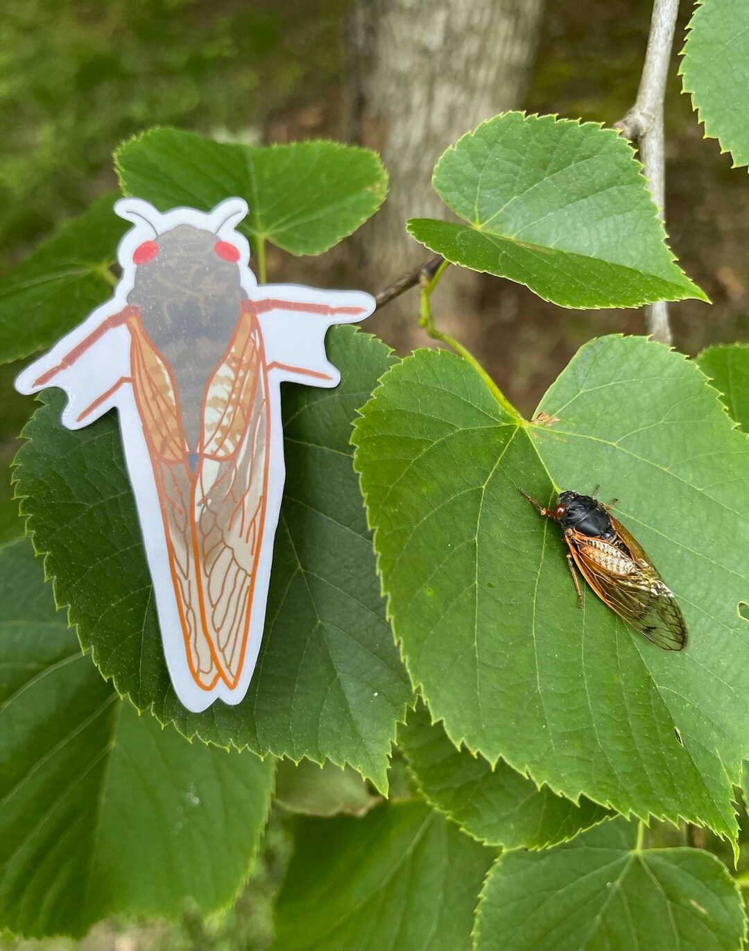 Cicada Sticker, Cicada Hand Drawn Waterproof Decal - Etsy