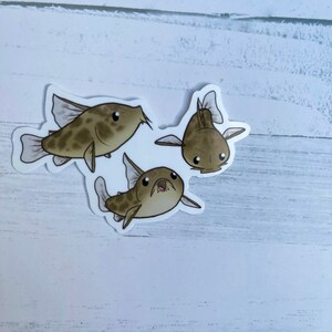 Peppered Cory Catfish Sticker Corydoras Paleatus Vinyl - Etsy