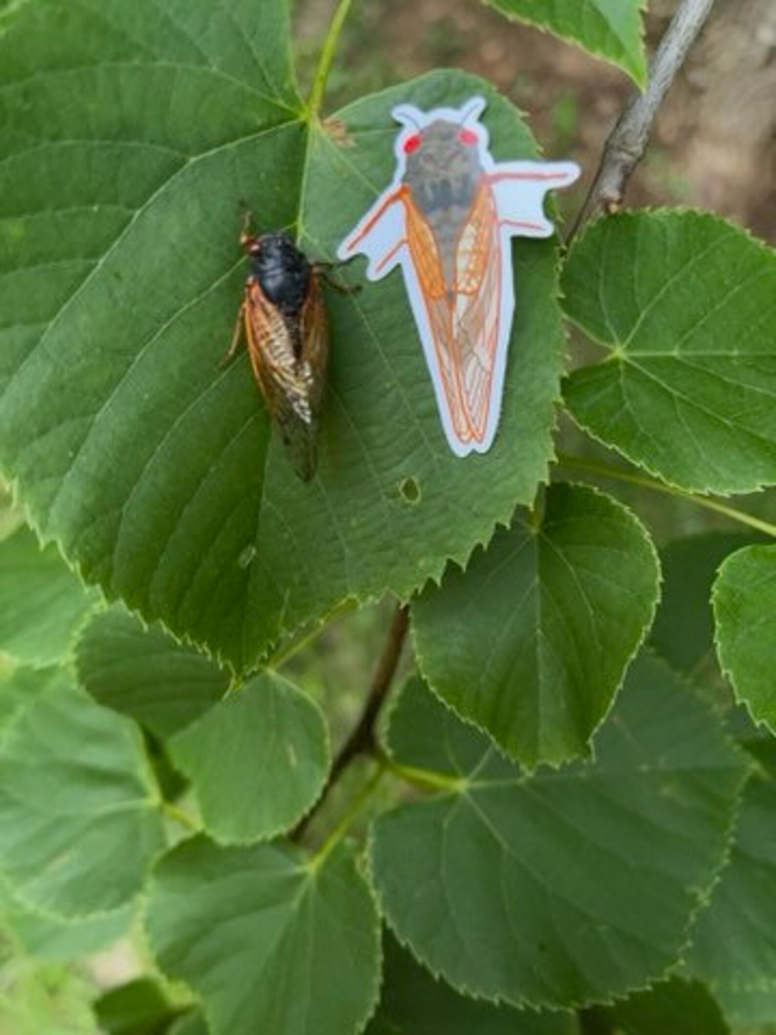 4 Piece Cicada Sticker Set, Life-sized Cicada Stickers, Cicada Stickers ...