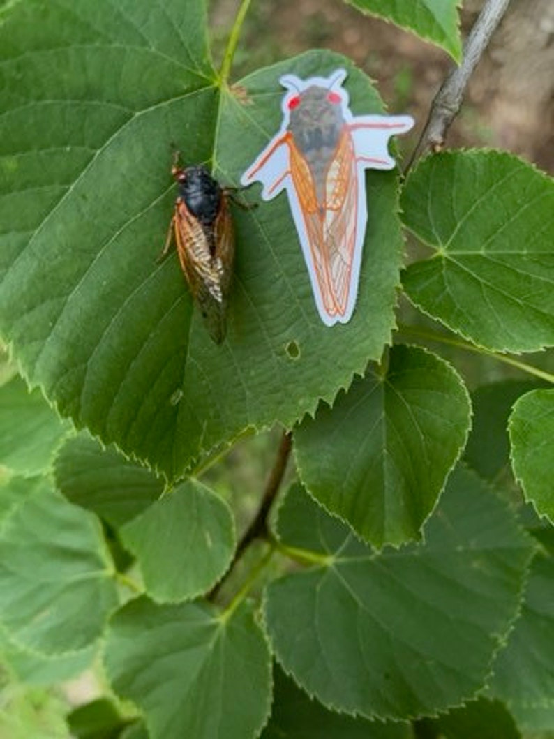 4 Piece Cicada Sticker Set Life-sized Cicada Stickers Cicada - Etsy