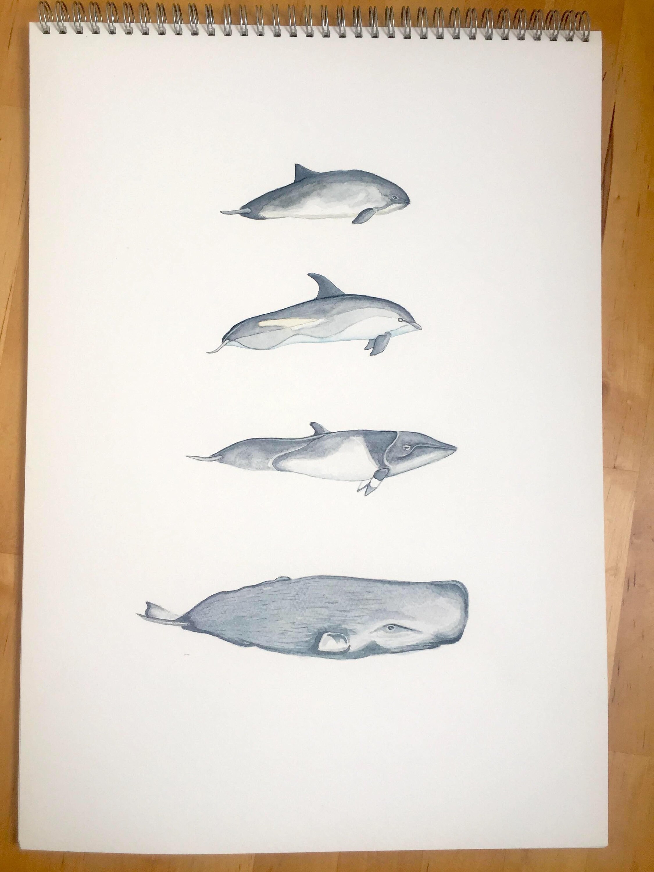 Cetaceans Original A3 - Etsy