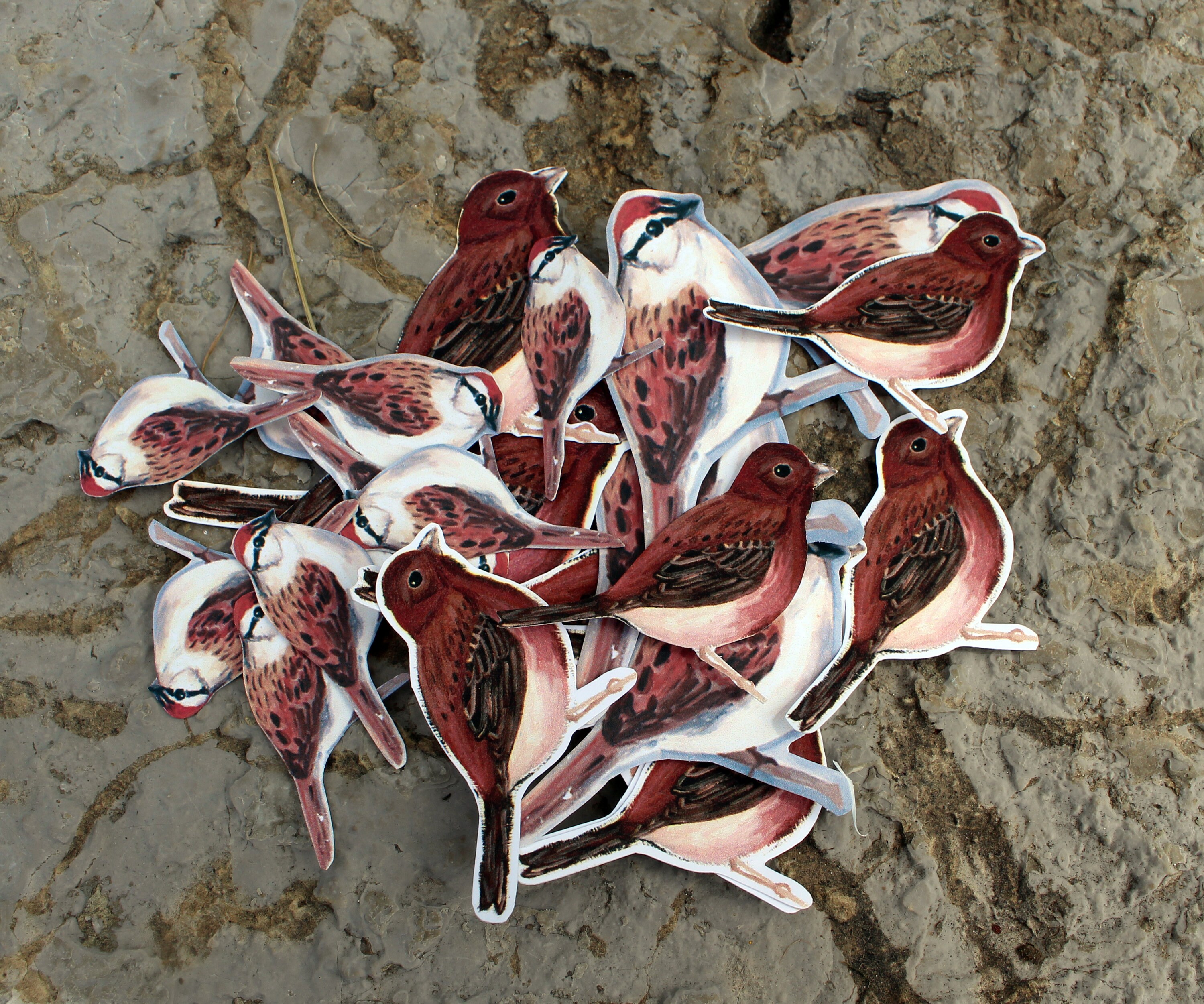 Bird Stickers Chipping Sparrow, Purple Finch, Laptop, Phone Case, Water ...