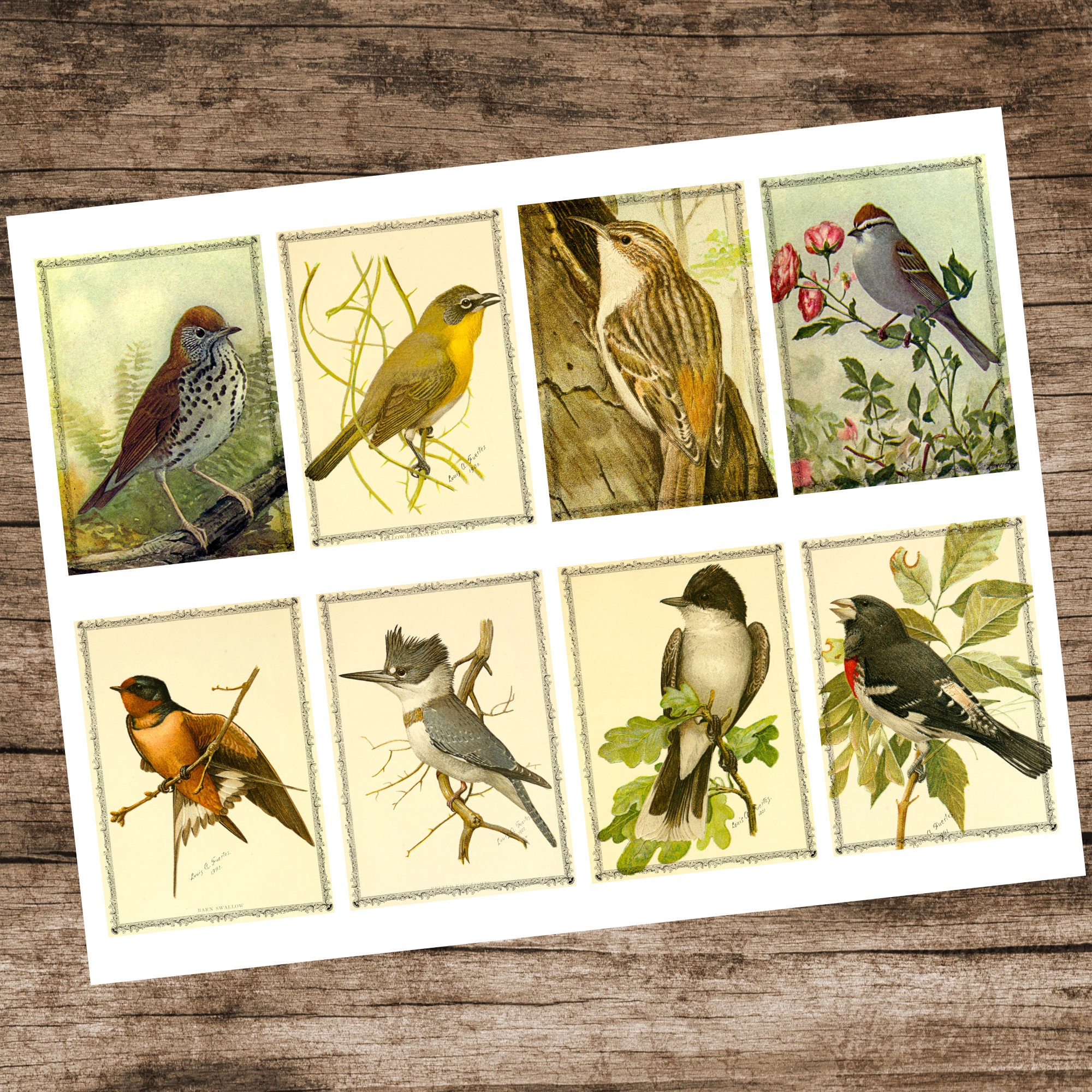 Bird Junk Journal Printable, Vintage Bird Prints, Printable Ephemera ...