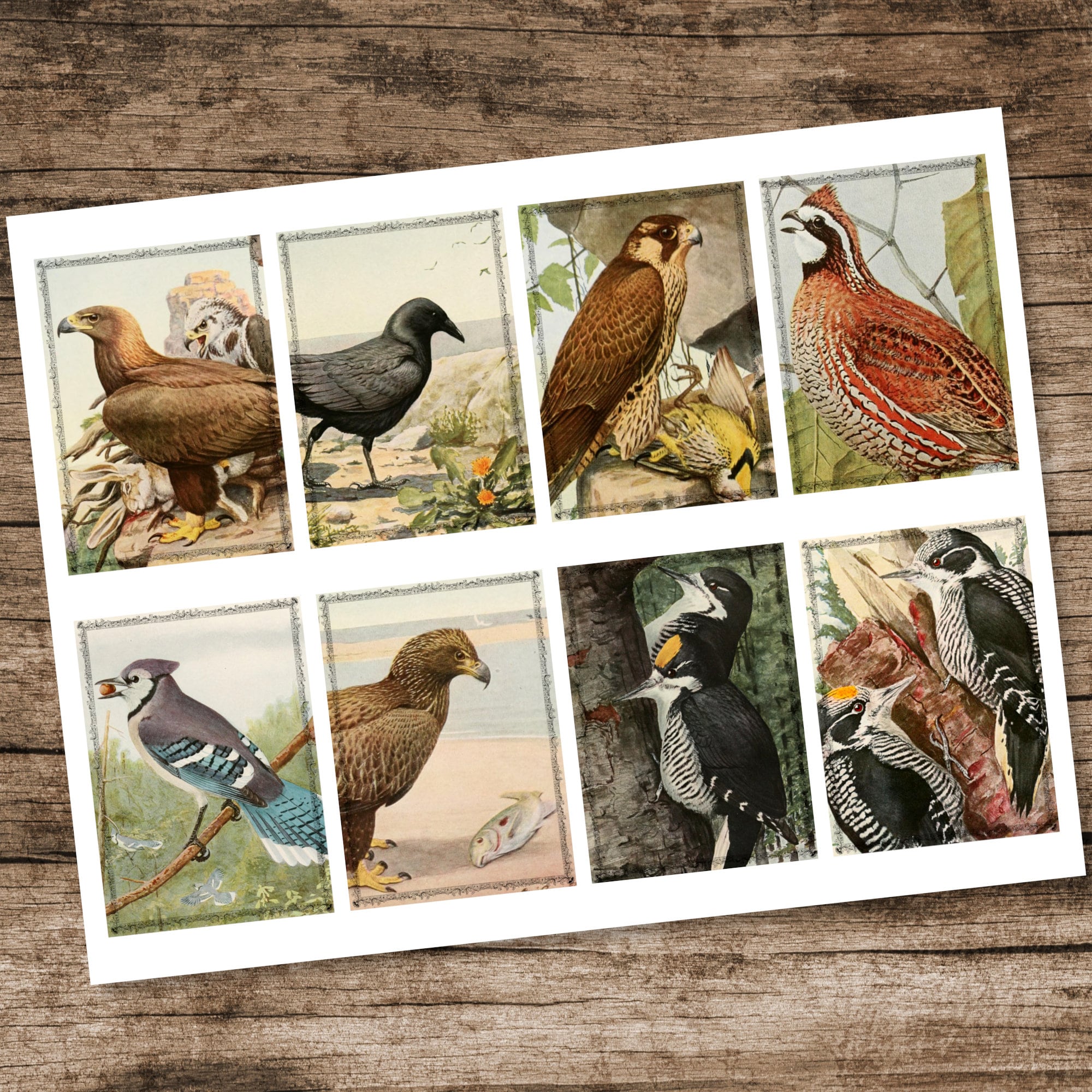 Bird Junk Journal Printable, Vintage Bird Prints, Printable Ephemera ...