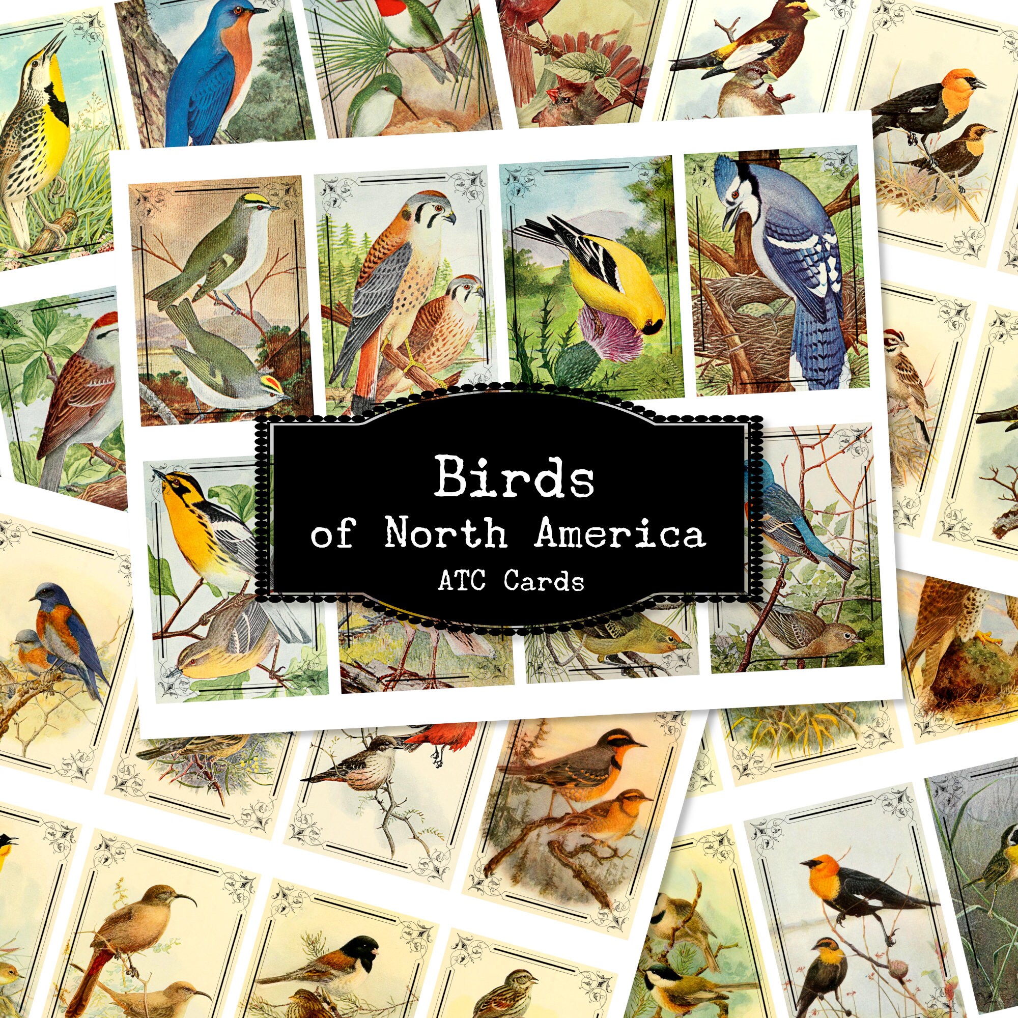 North American Birds Printable Journal Cards, Vintage Bird Ephemera ...
