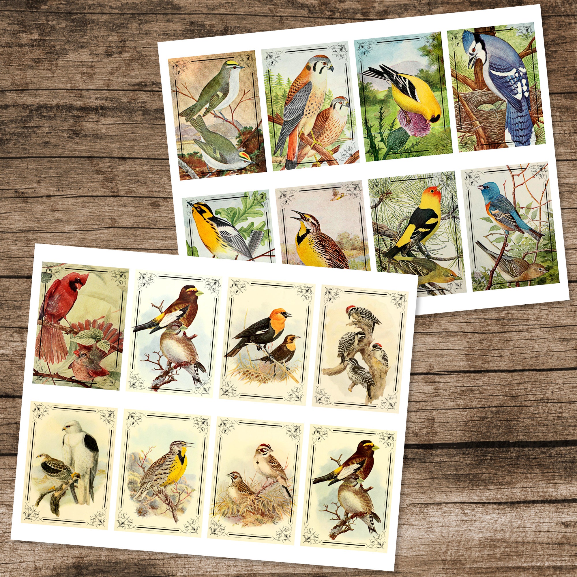 North American Birds Printable Journal Cards, Vintage Bird Ephemera ...