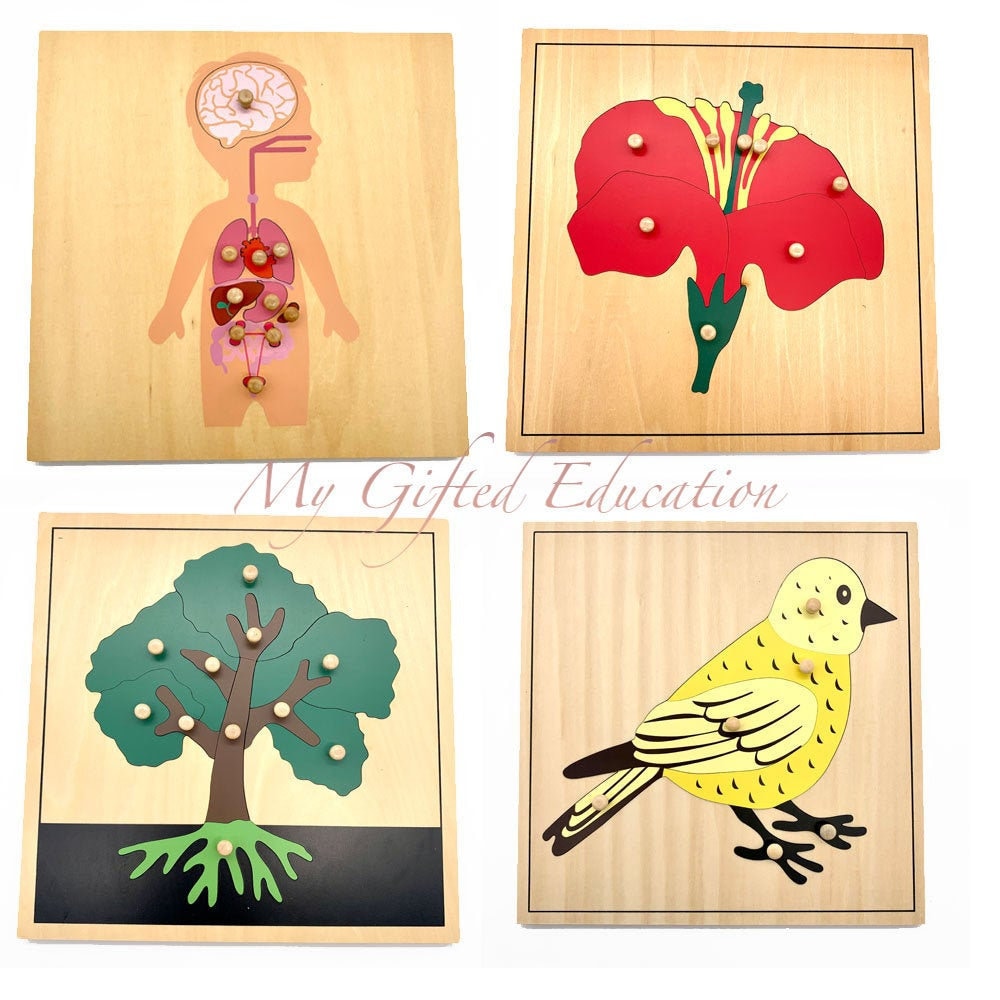 Science Puzzles for Kids Birds - Etsy