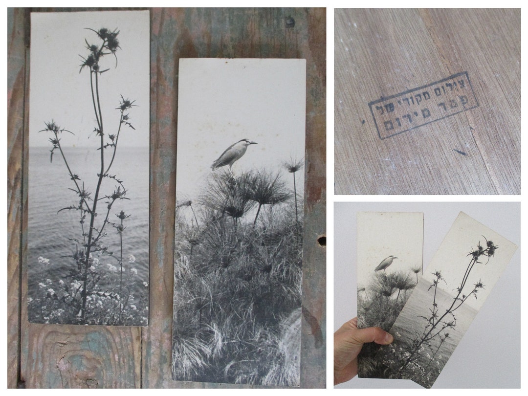 Scènes de vie sauvage, photographies en noir et blanc, photographie ...