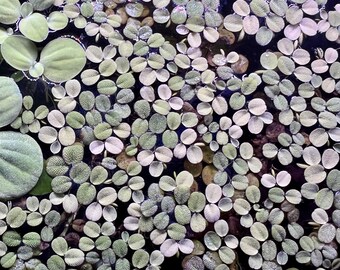 Floating Water Spangles, Common Salvinia, Salvinia Rotundifolia Minima ...