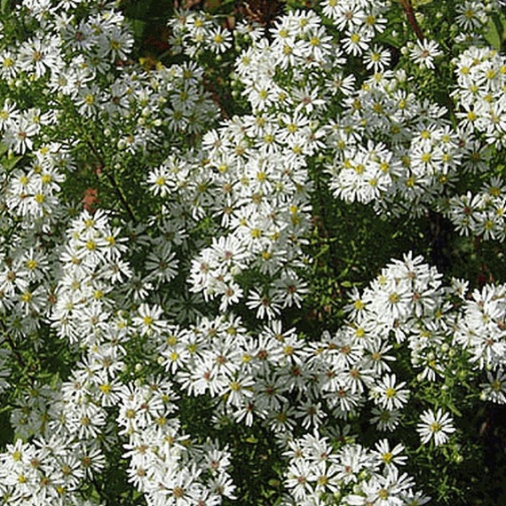 WHITE ASTER Seeds WILD Harvested Native Pollinator Seeds - Etsy Canada