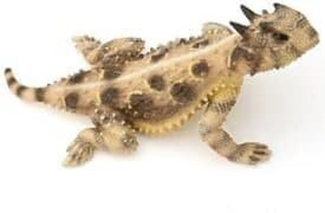4" Texas Horned Lizards Hand Painted Figurine - Etsy