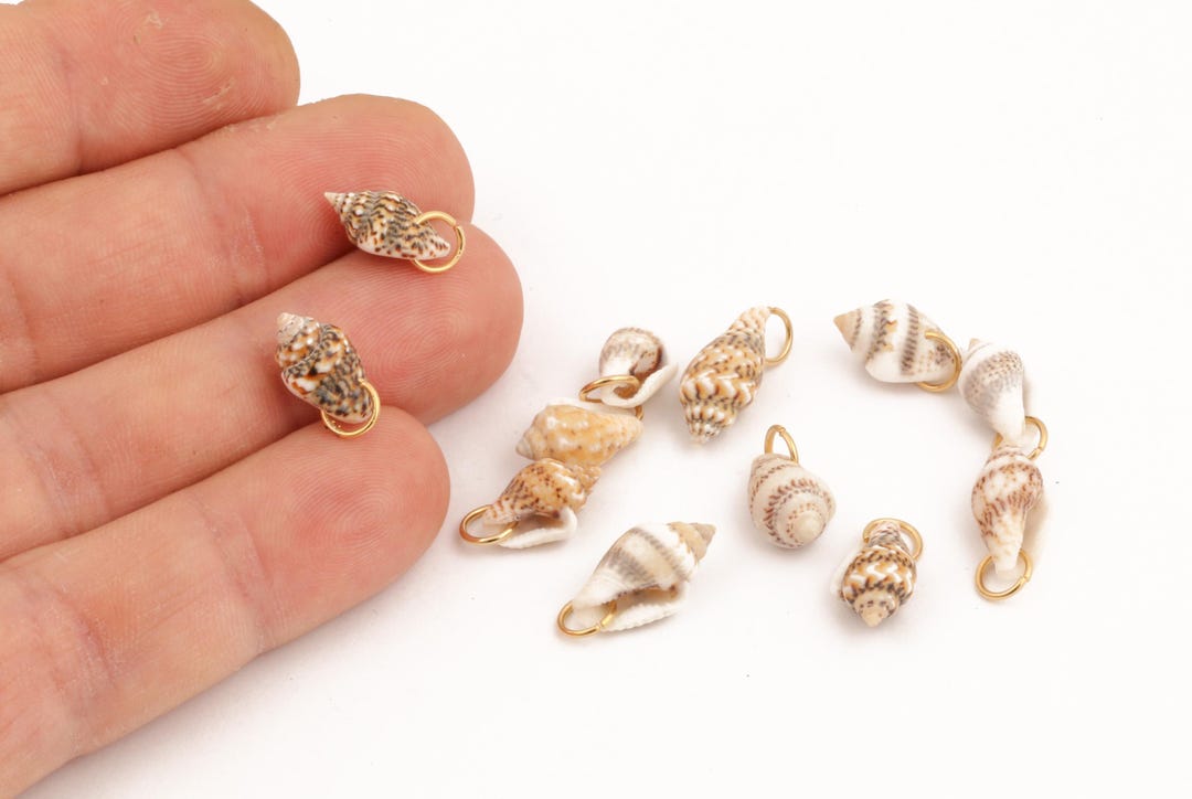 Natural Sea Shell Charms With for Jewelry Making, Small Real Shell ...
