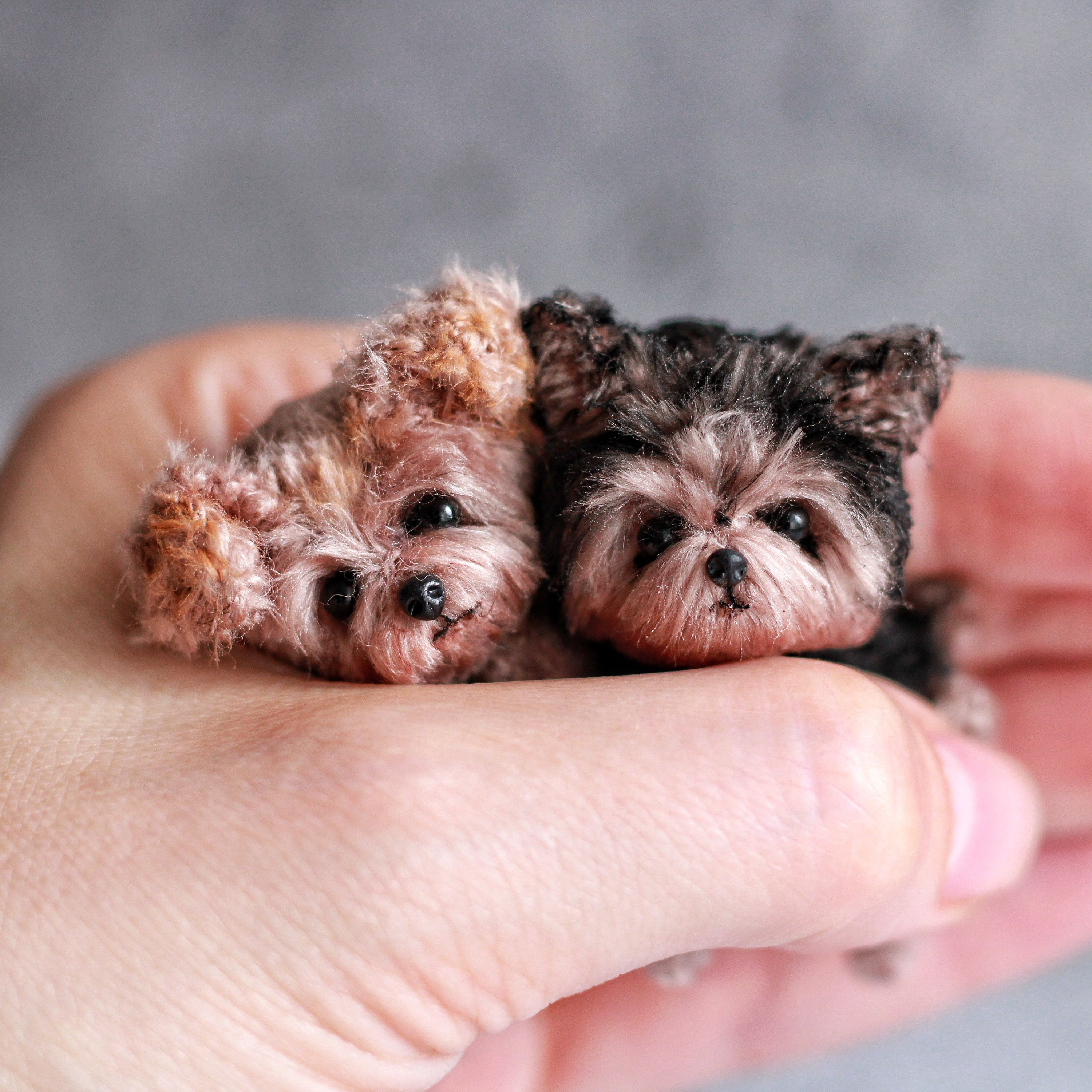 Micro Teacup Yorkshire Terrier