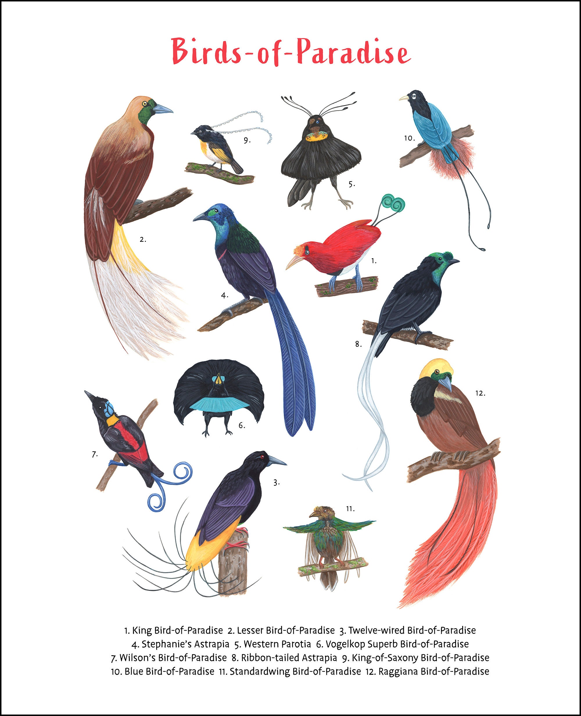 Ribbon Tailed Bird Of Paradise