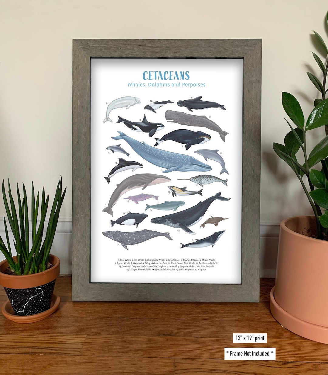 Cetaceans Art Print 13 X 19 Print Science Poster - Etsy