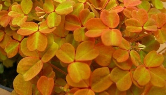 Sunset Velvet Oxalis False Shamrock Cuttings | Etsy UK
