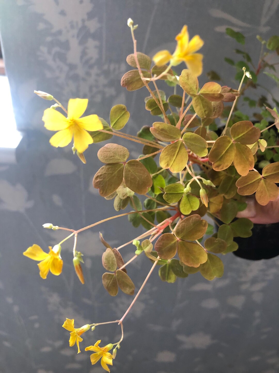 Oxalis Triangularis Sunset Velvet Cutting - Etsy UK