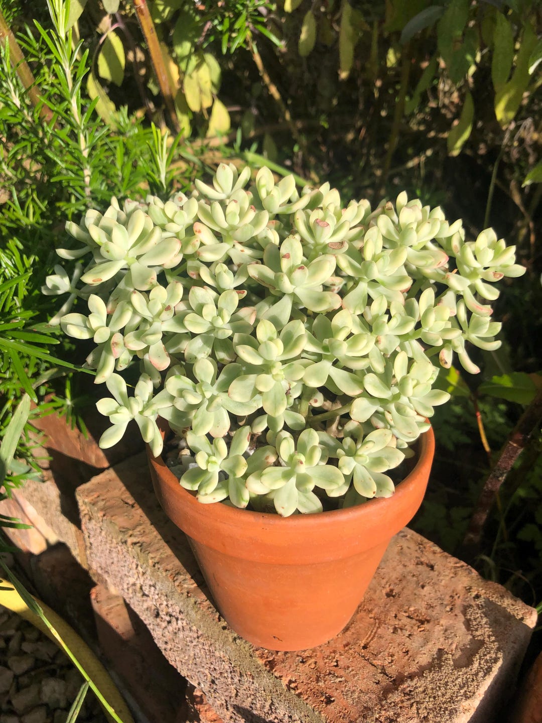 Jelly Bean Mikey Variegated Sedum Rubrotinctum Rooted Cutting - Etsy UK