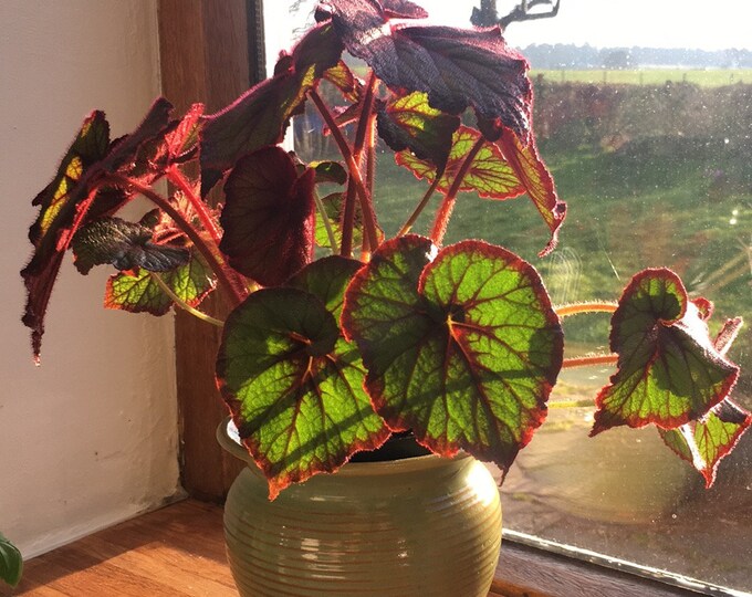 Begonia Curly Fireflush Plant - Etsy