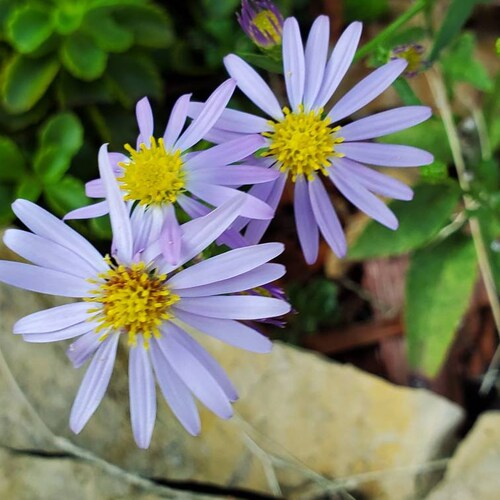 USA SELLER Alpine alpinus Blue Aster 50 Seeds HEIRLOOM Aster - Etsy