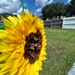 Sunflower Pinata Flower Theme - Etsy