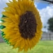 Sunflower Pinata Flower Theme - Etsy